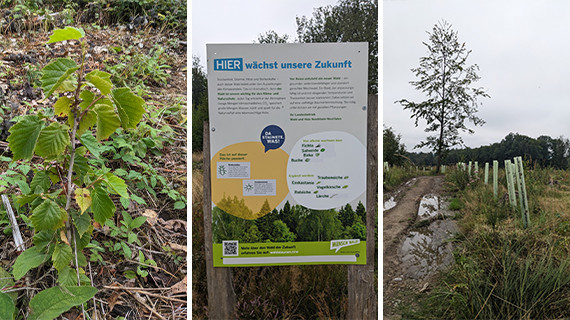 Baumpflanzprojekte und Nachhaltigkeit bei igus